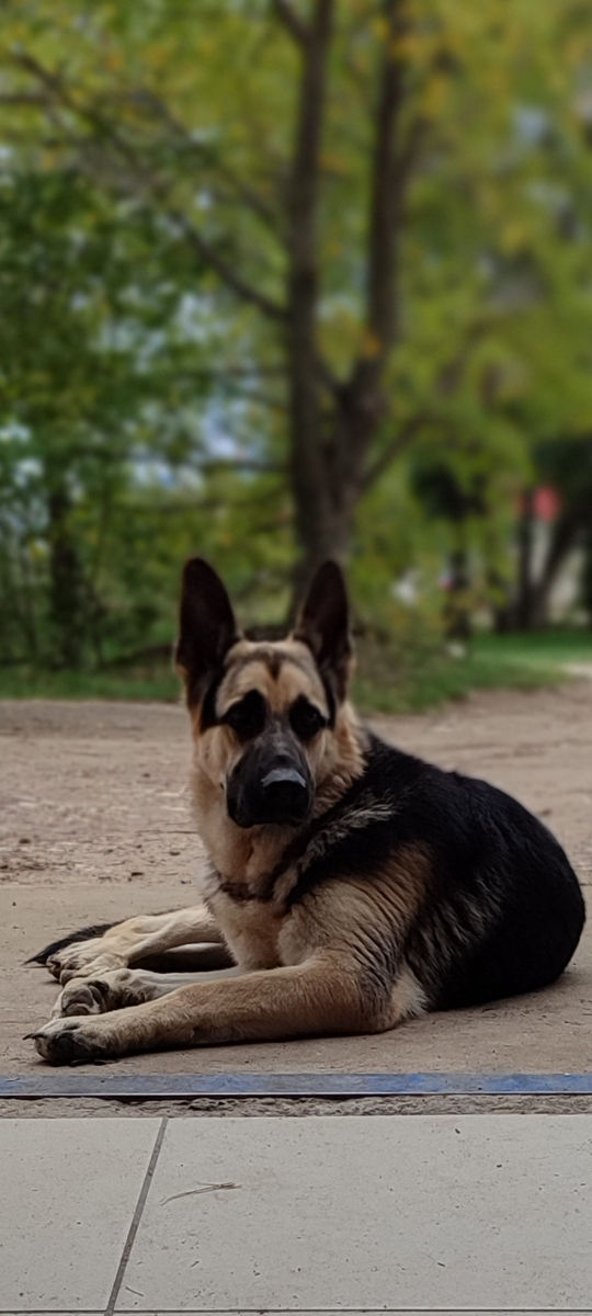 Pentru împerechere