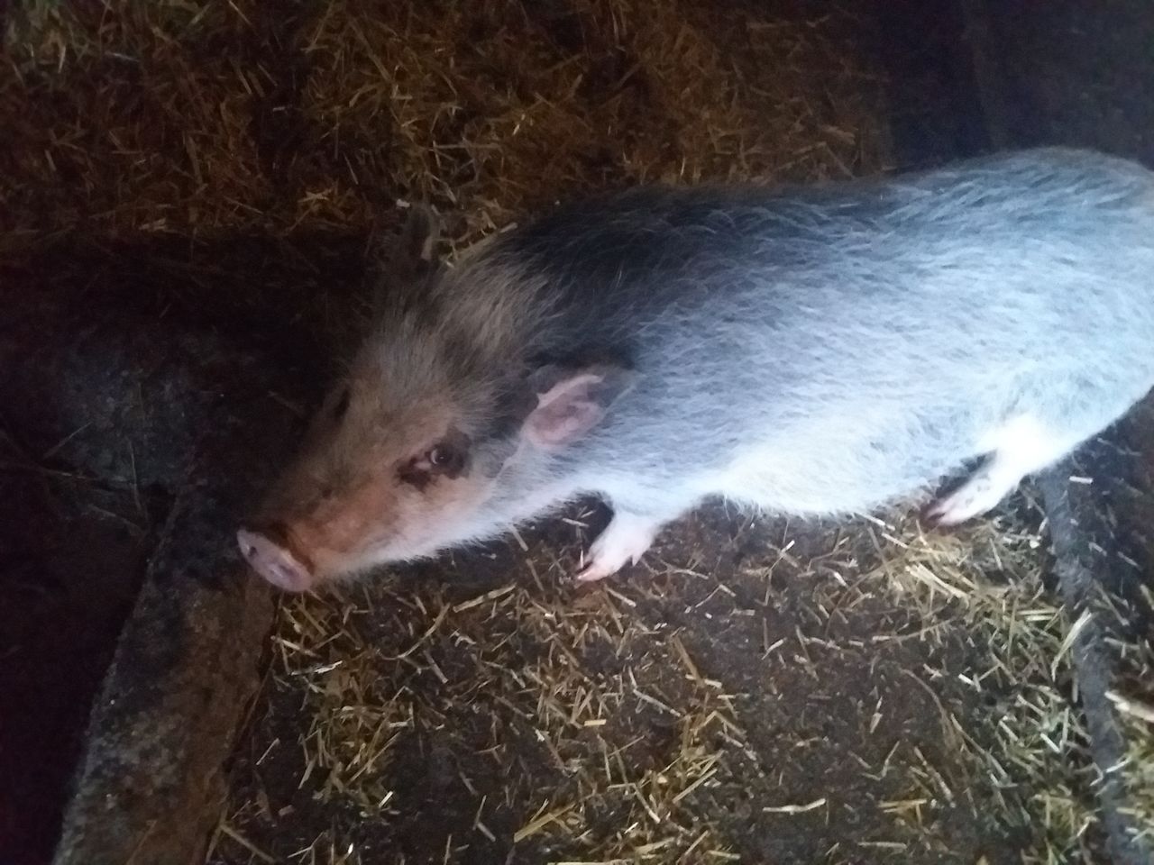 Vind porc vetnamez de - 40 kg la un pret bun