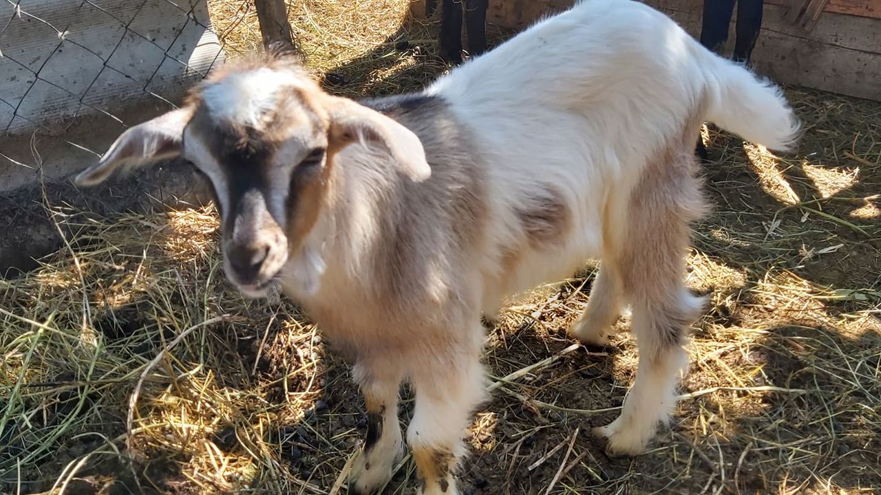 Vind tapusori din capre bune de lapte