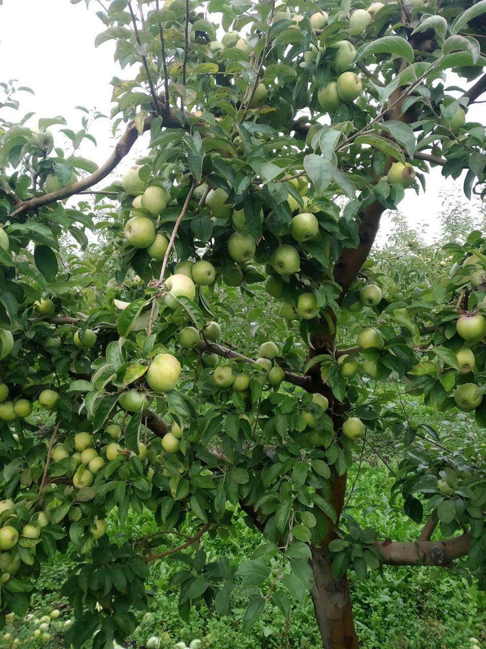 Vind mere simirenco, продам яблоки Симиренко