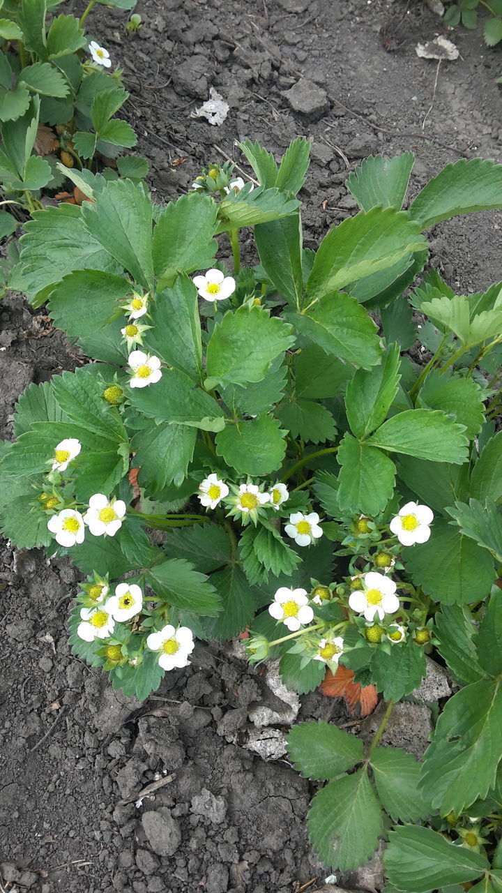 Rasad de capsuna, poze reale!