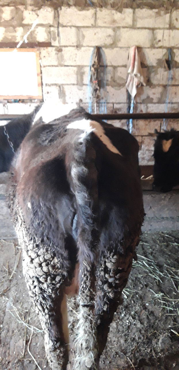 Vind junca frumoasa trebu sa fete la 10 aprile