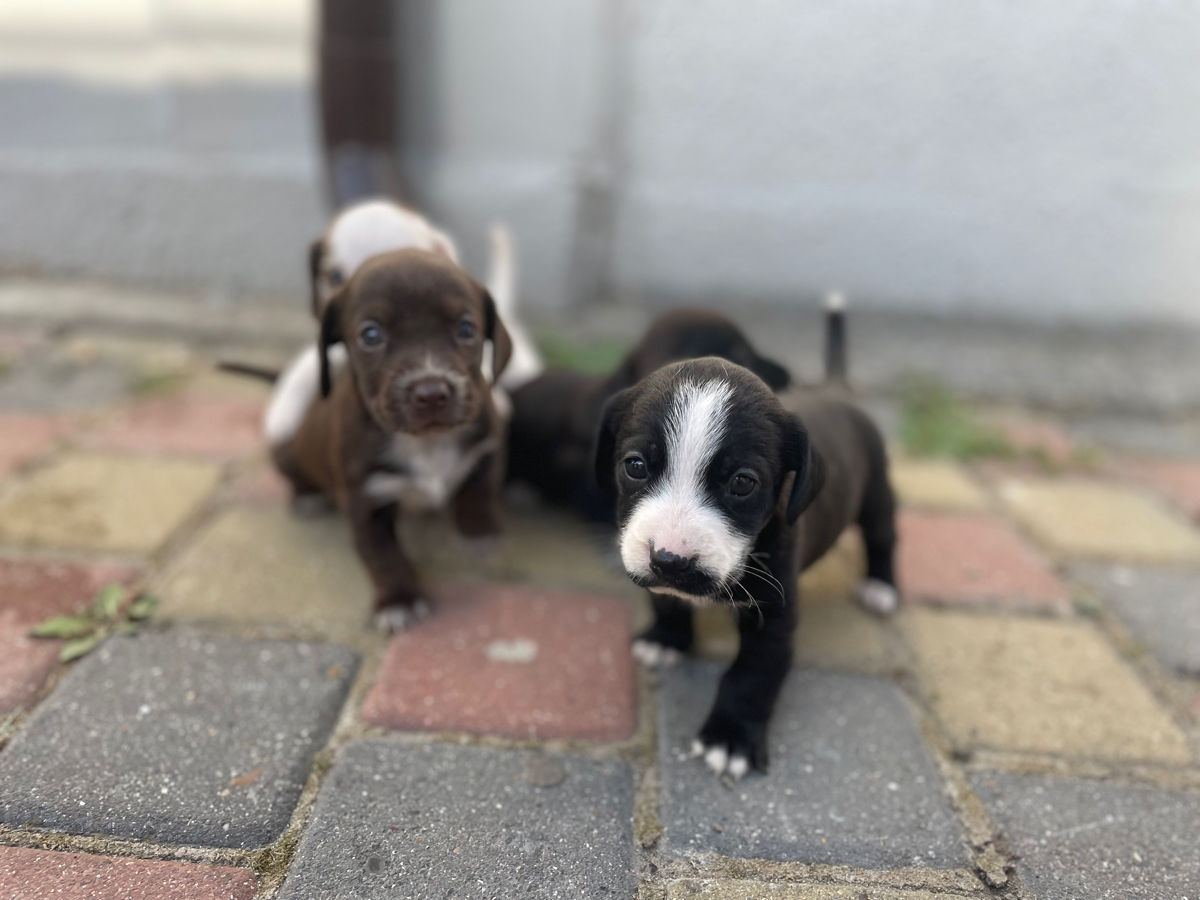 Cocker Spaniel/Jack russel terrier