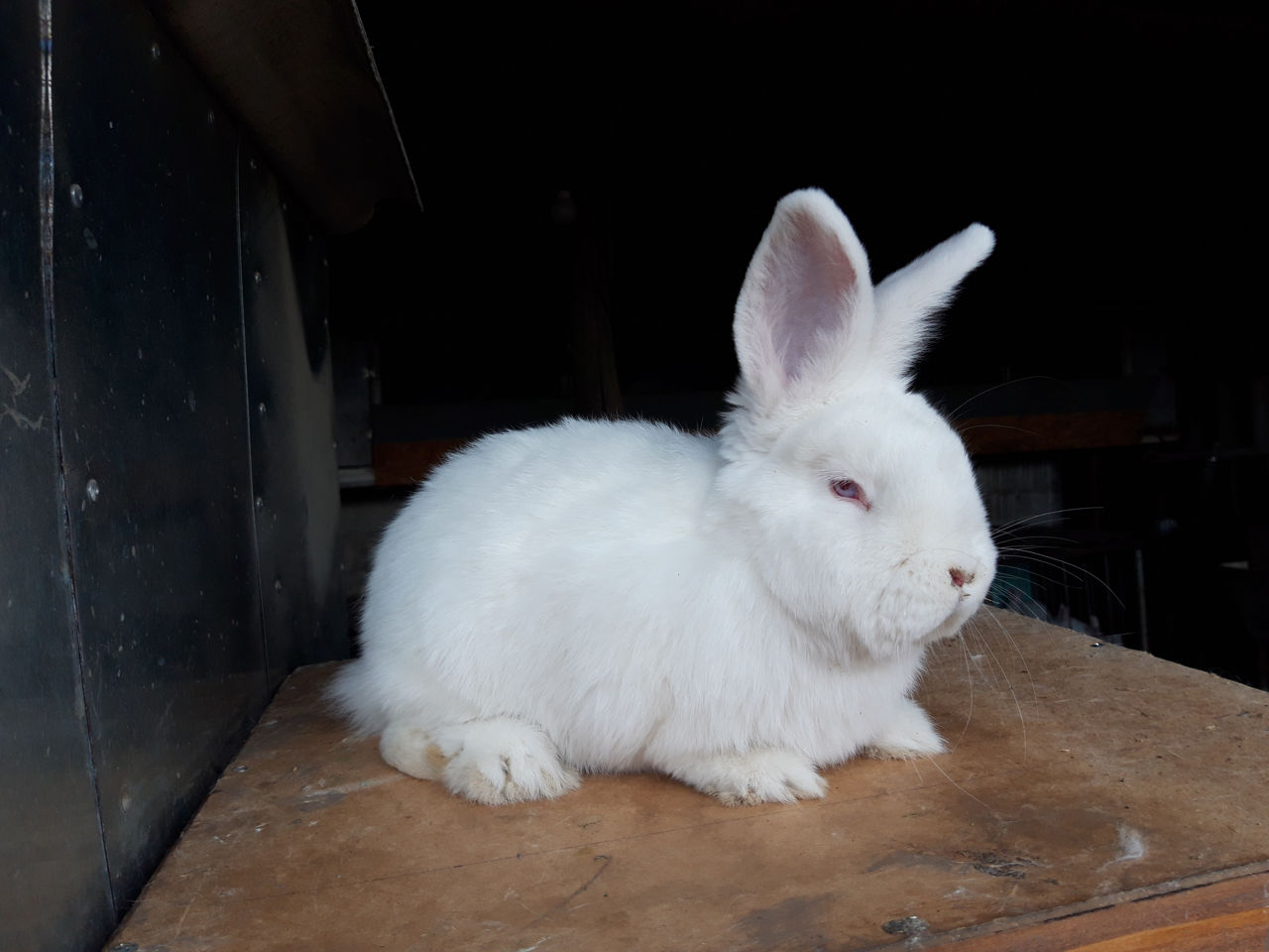 vind iepuri neozeelandez albi,iepuri californieni.Edinet