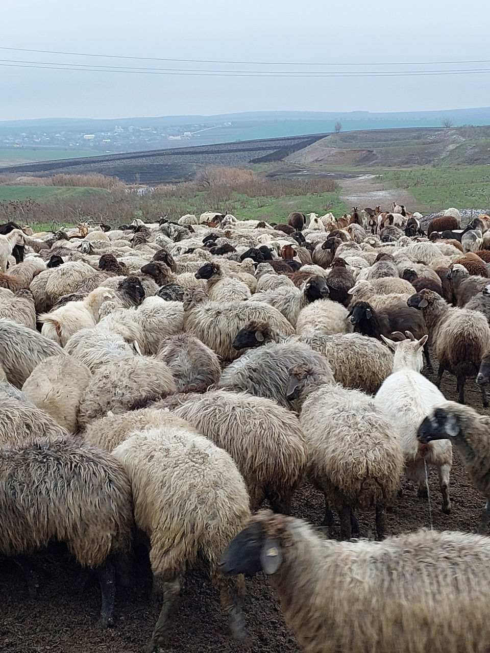 Se vind 400 de oi Caracule la 3000 de lei bucata