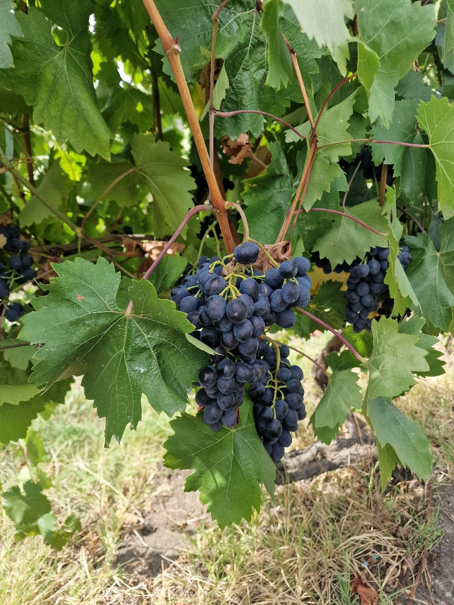 Poama moldova la vin