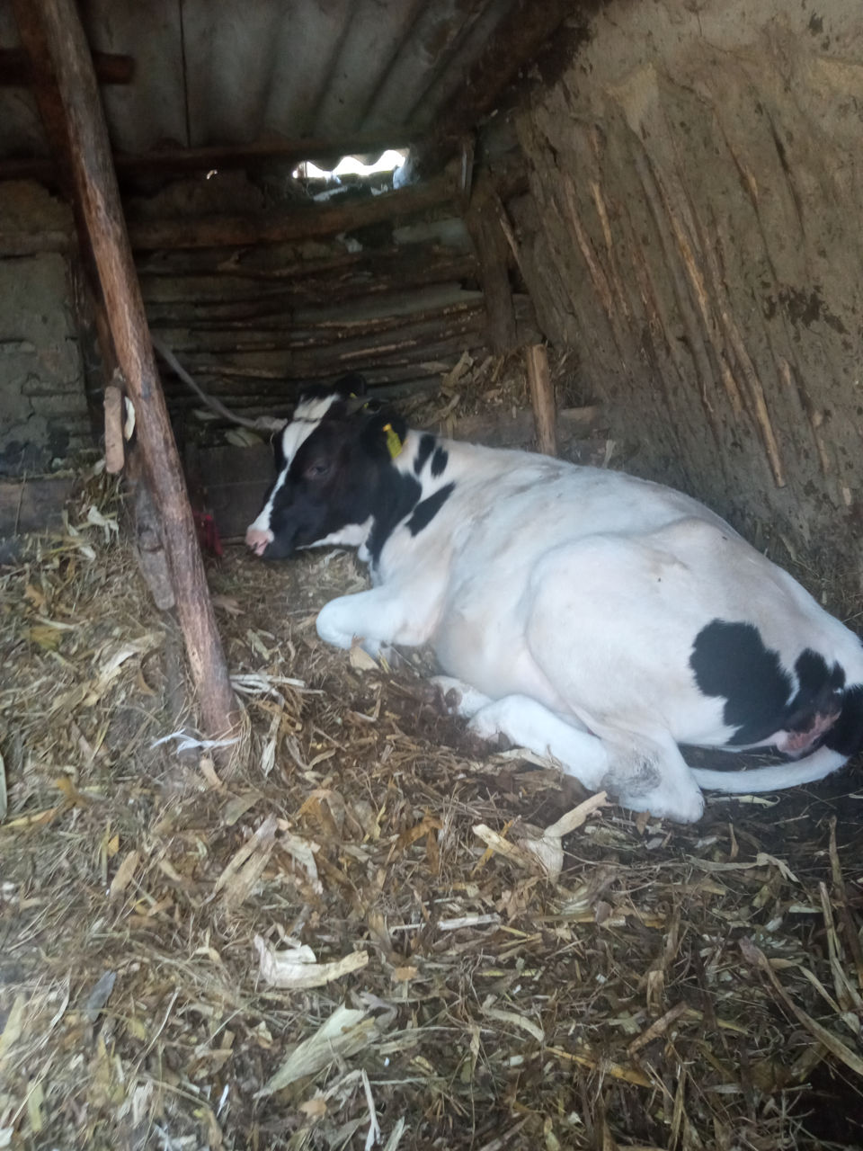 vind junca de un an de la vaca buna