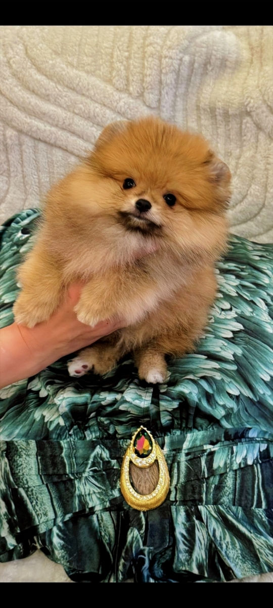 Pomeranian Spitz Mini-Toy