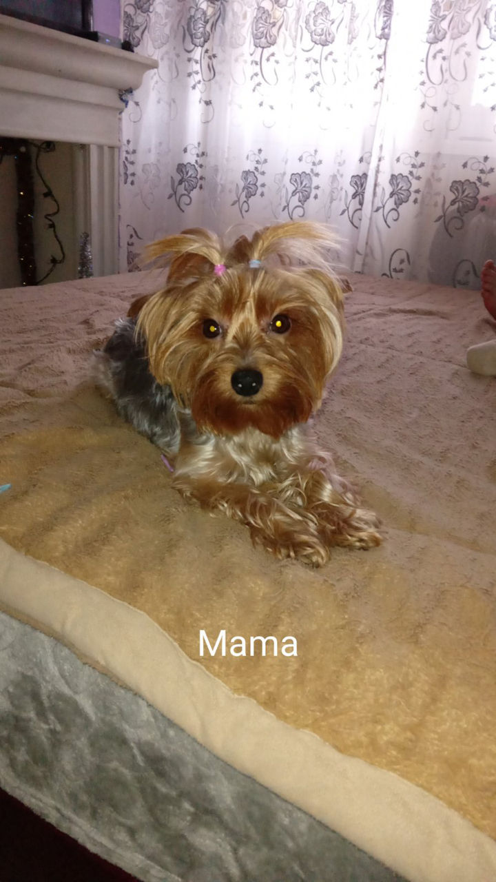 De vinzare catelusi de rasa curata