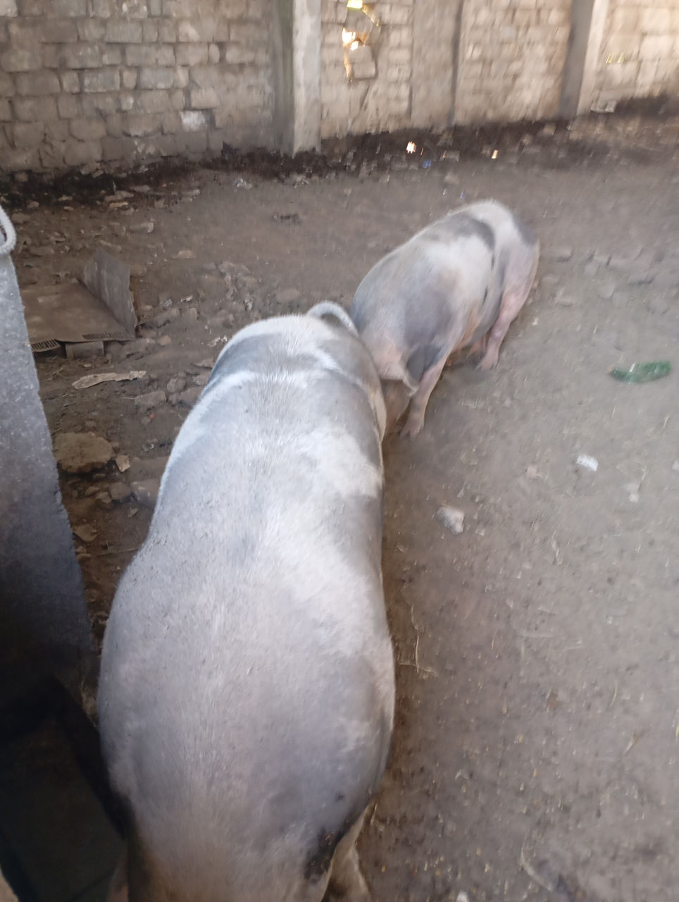 Vindem porci de rasa Petrean de două și trei sute de kg.