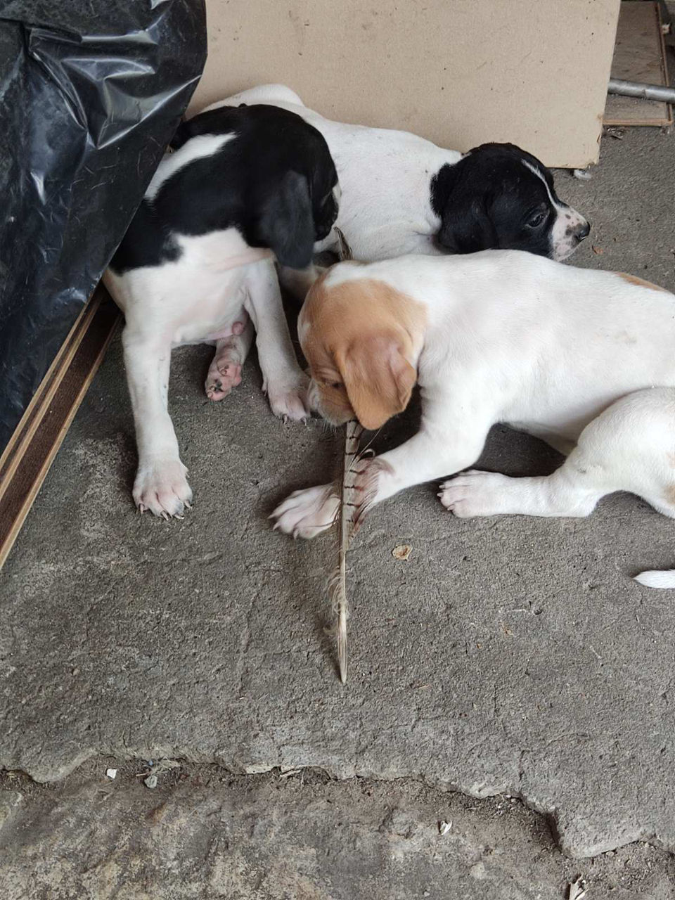 Pointer Englez.. ciine de vinatoare