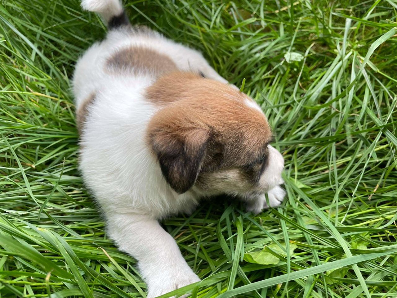 Vind cățel djek rasel teriier