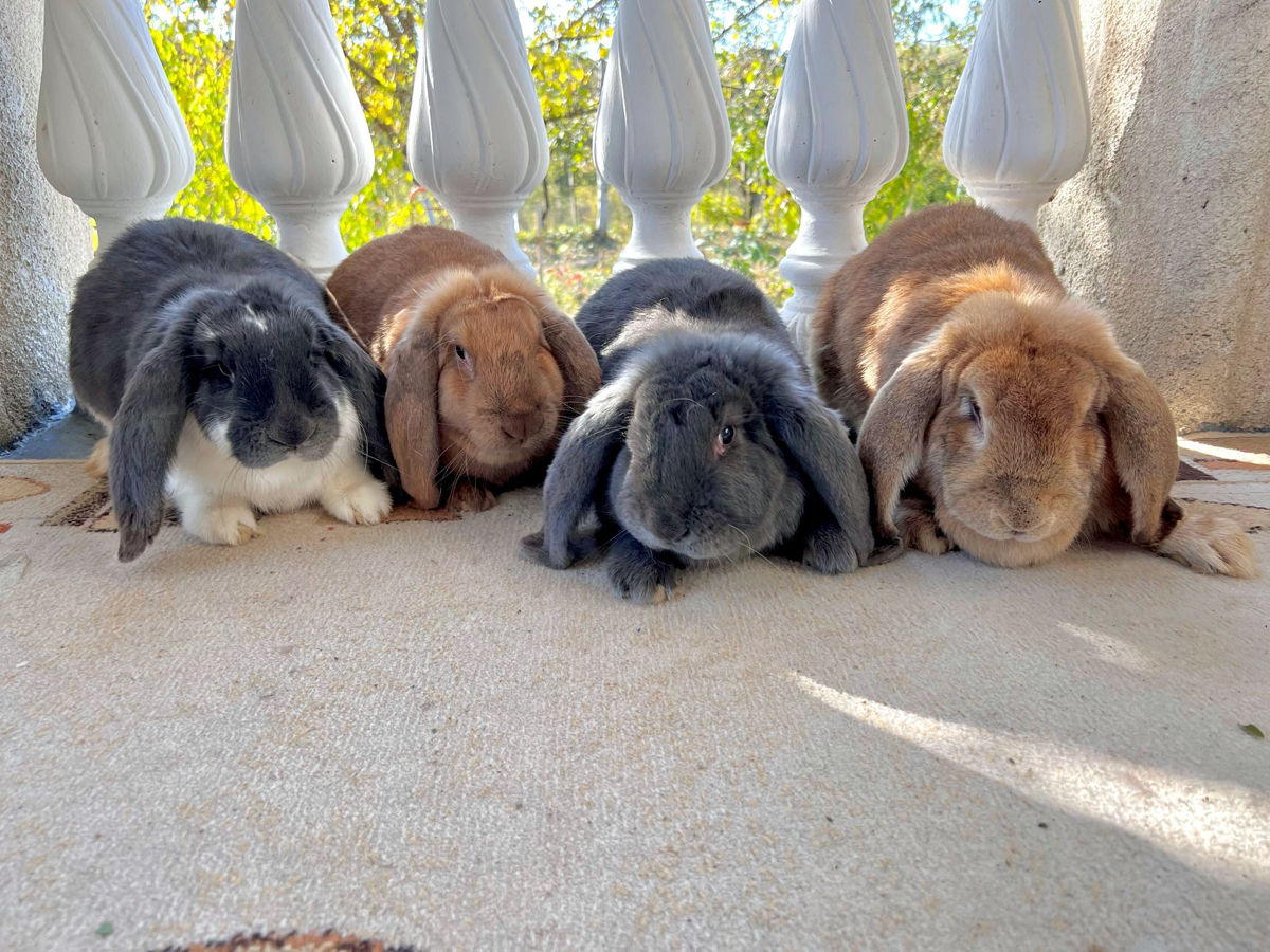 Vând iepuri berbec german