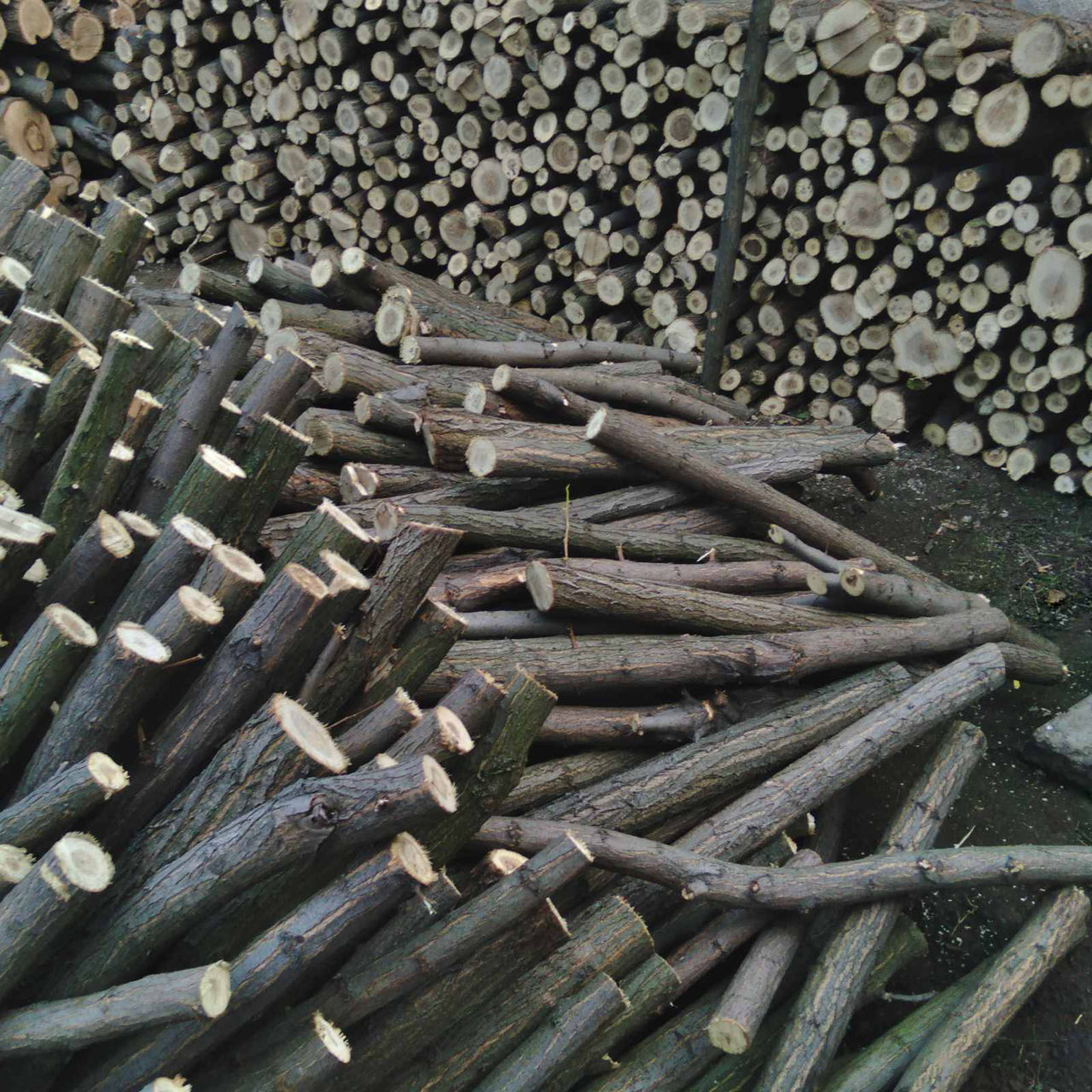 Se vinde lemne da salcim