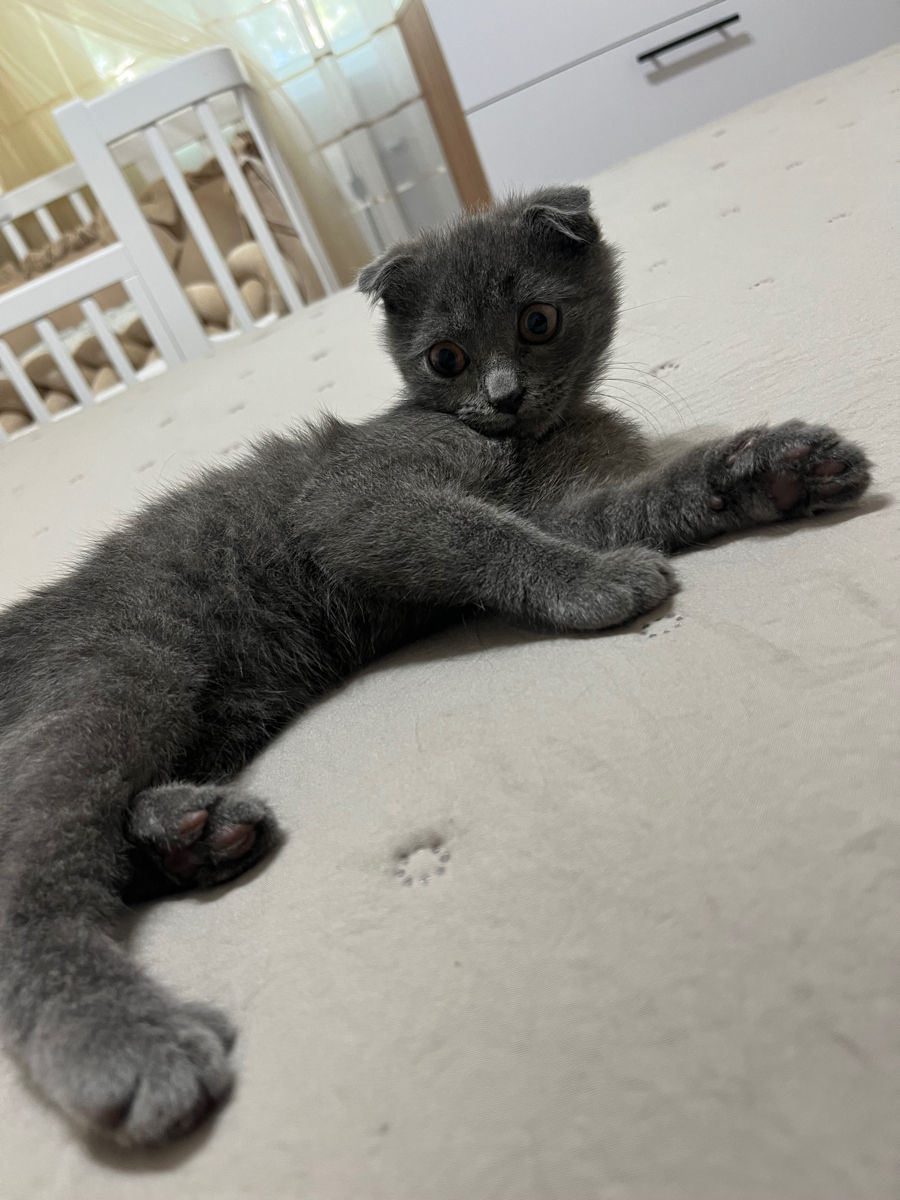 Se vind motănei de rasă