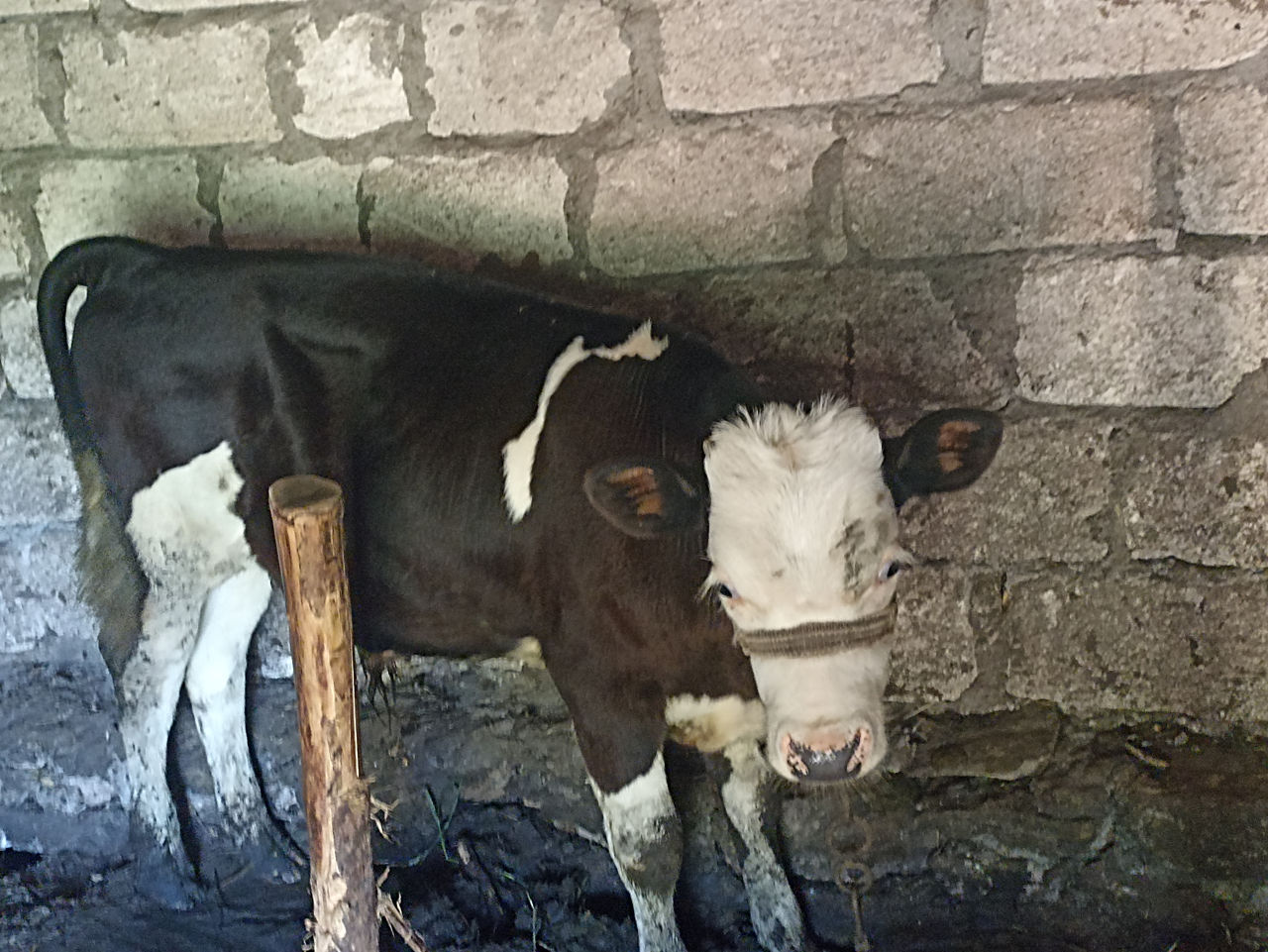 Vind vitel 4 luni 150 kg