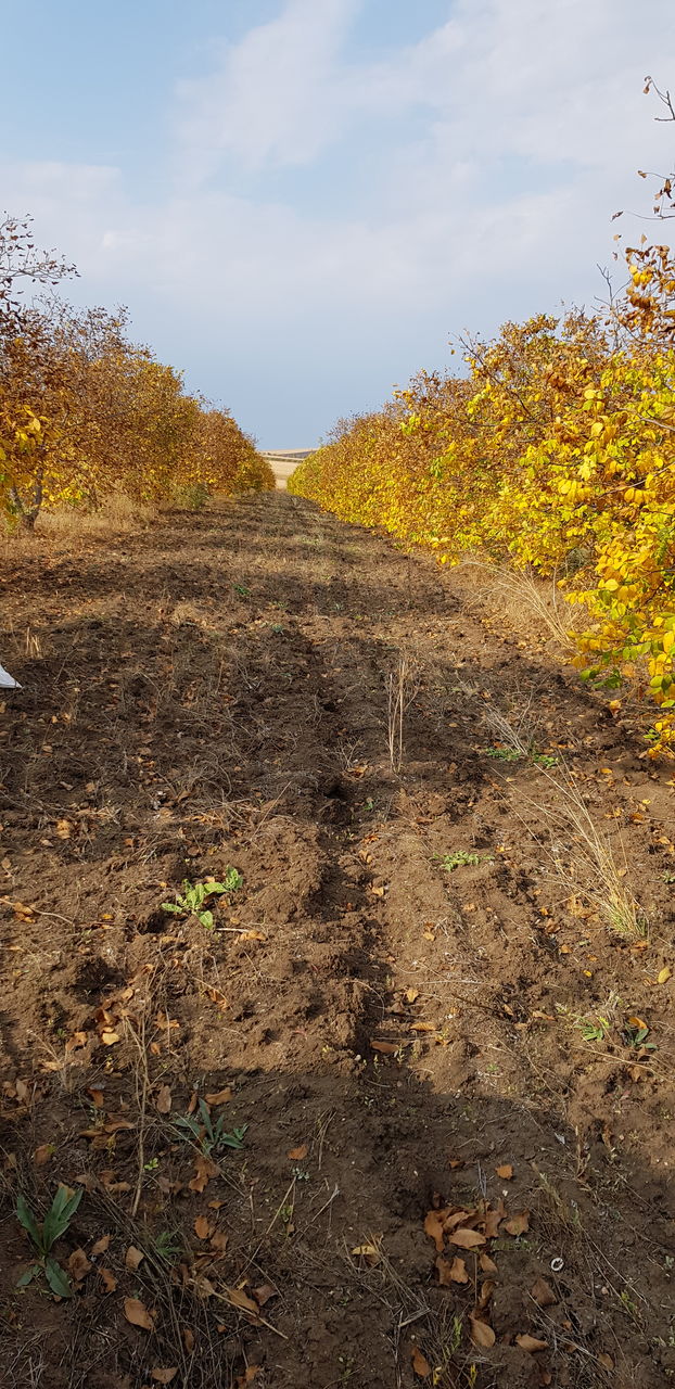 Se vinde livada cu nuci de 5 hectare