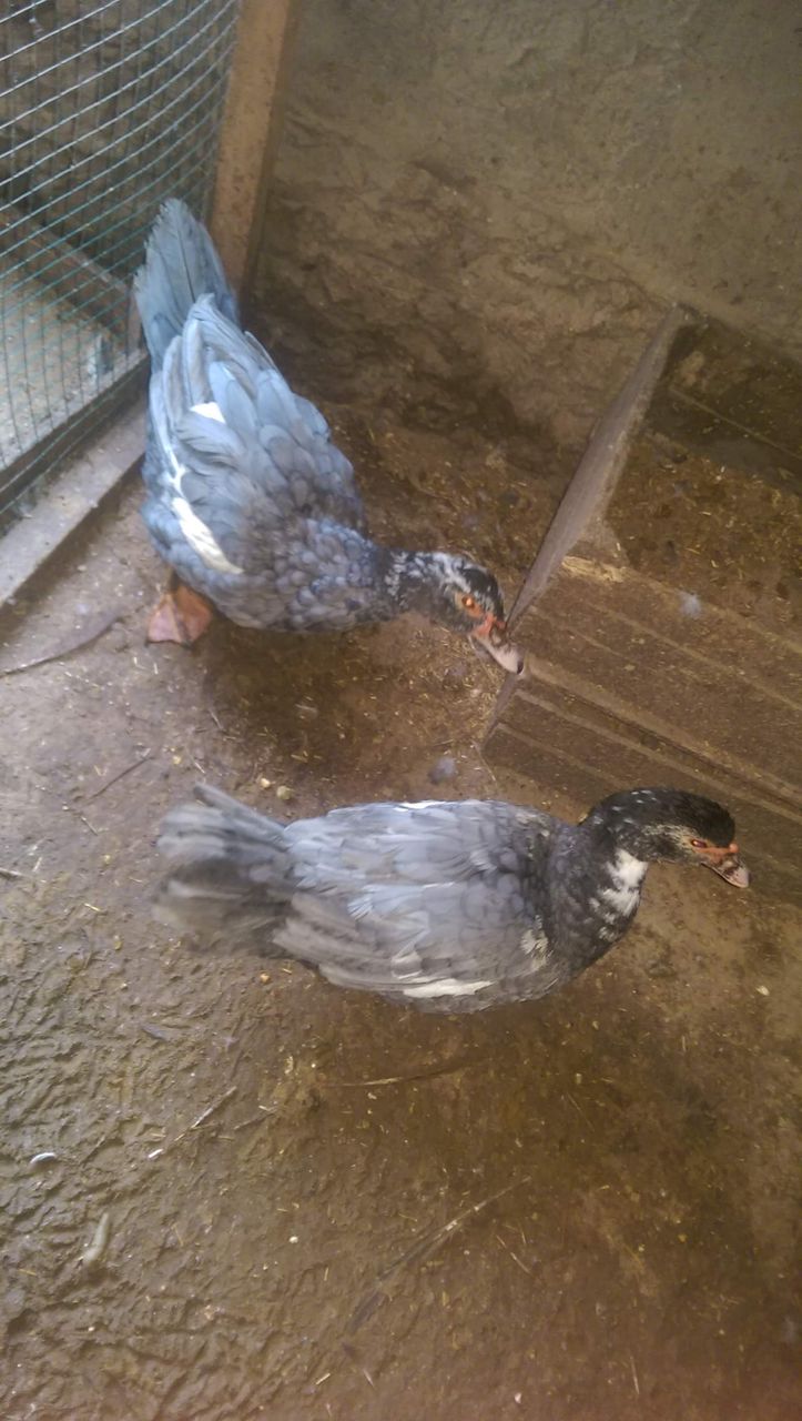 Bibilici, picheri, tatarci si rate mute