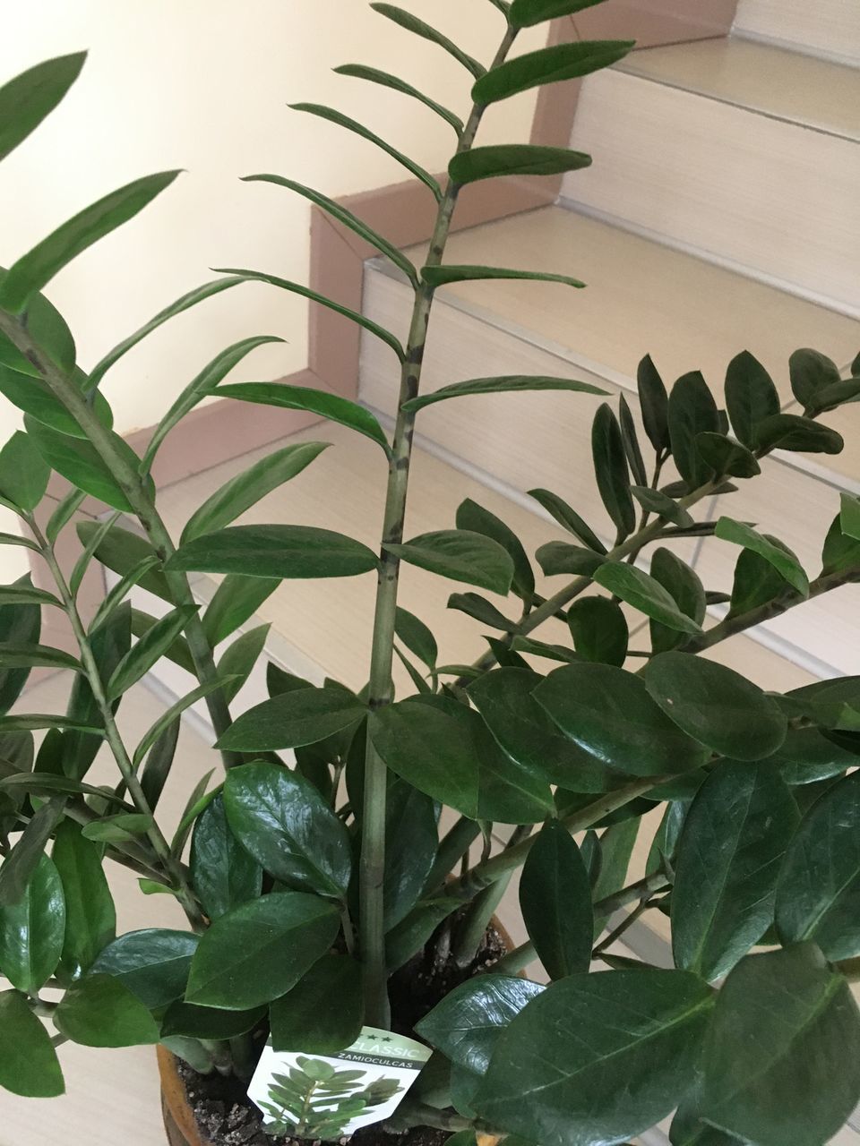 Floarea banilor!!! Dacă doriți, pot să o aduc în raza orașului. Foarte ...