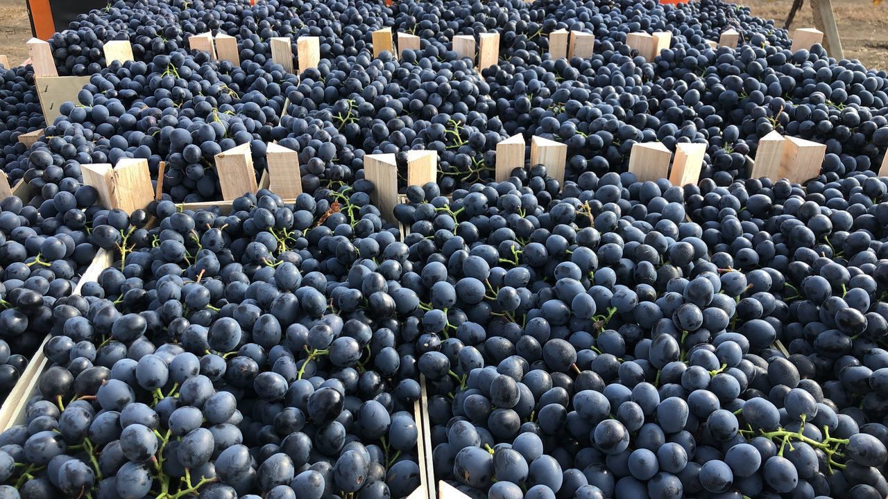 Poama Moldova pentru masa in jur de 40 tone.