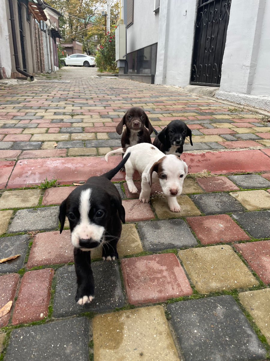 Cocker Spaniel/Jack russel terrier
