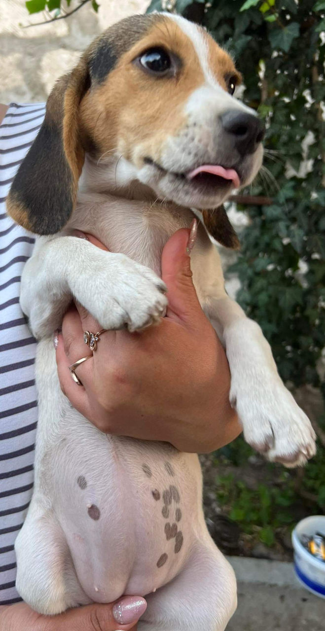 Catelusa Beagle/ Бигль