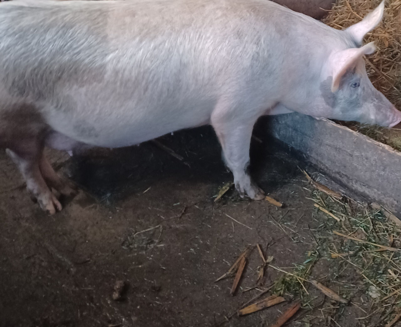 Porc de casa 55 lei kg