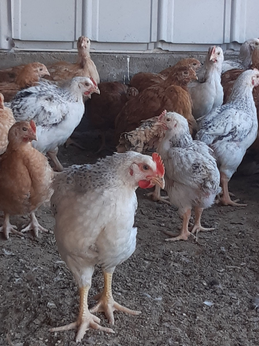 Pui mari frumosi de rasa Kabir Rasa mascata de carne si oua 1kg -1300