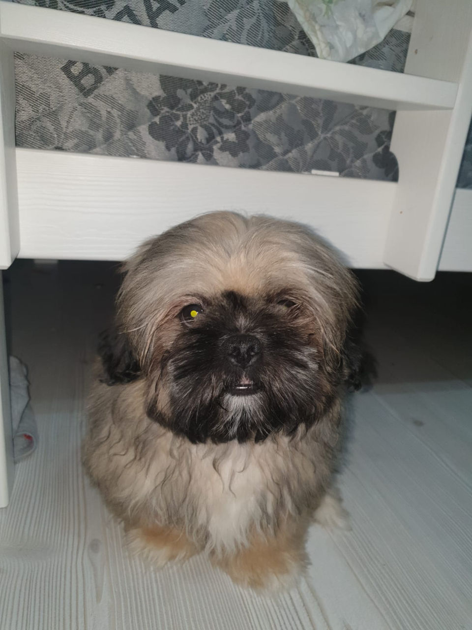 Vind urgent catelus de rasa shih tzu vaccinat ,deparatitat ...