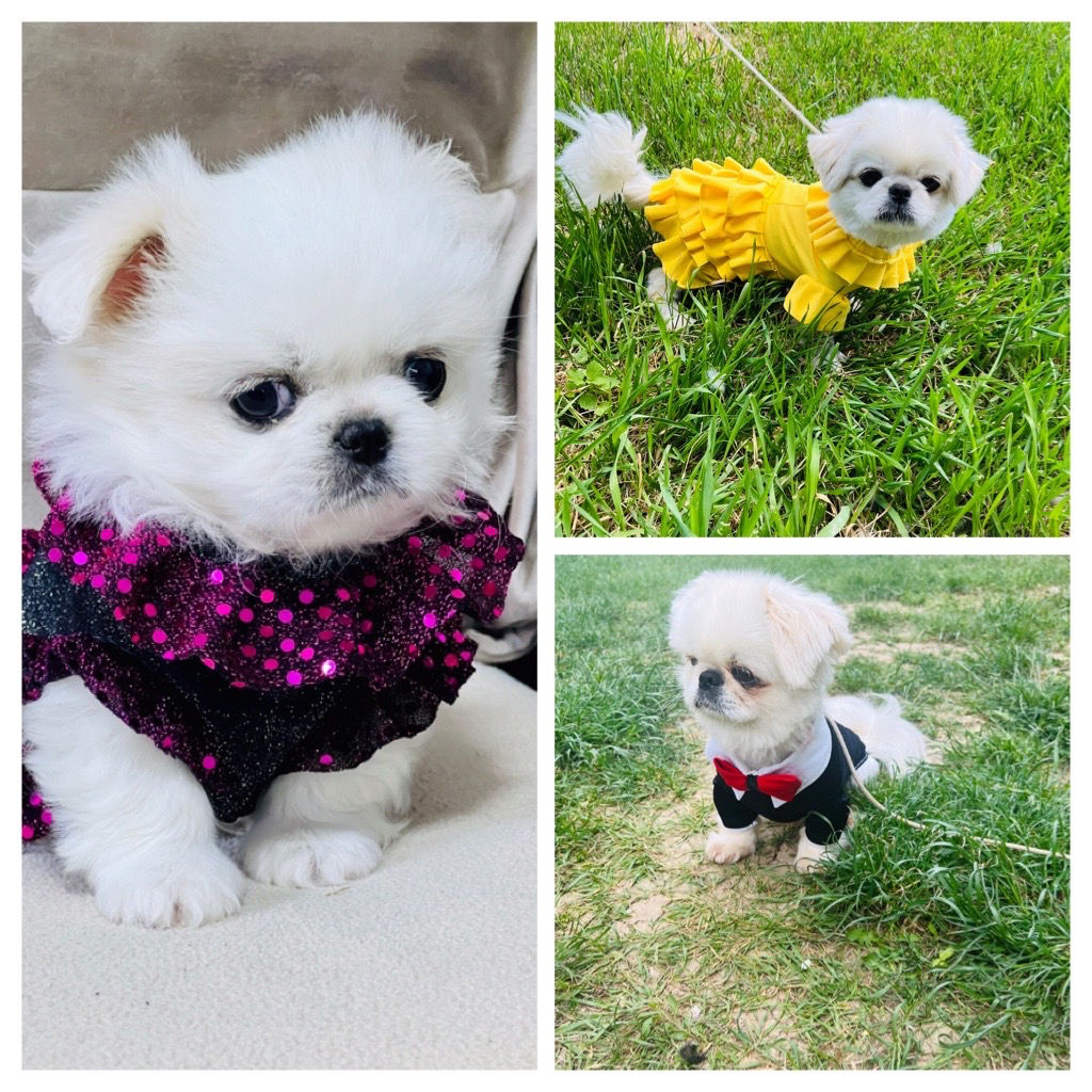 Mini pechinez alb!!!