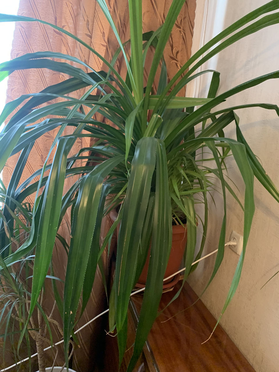 Vind plante de camera