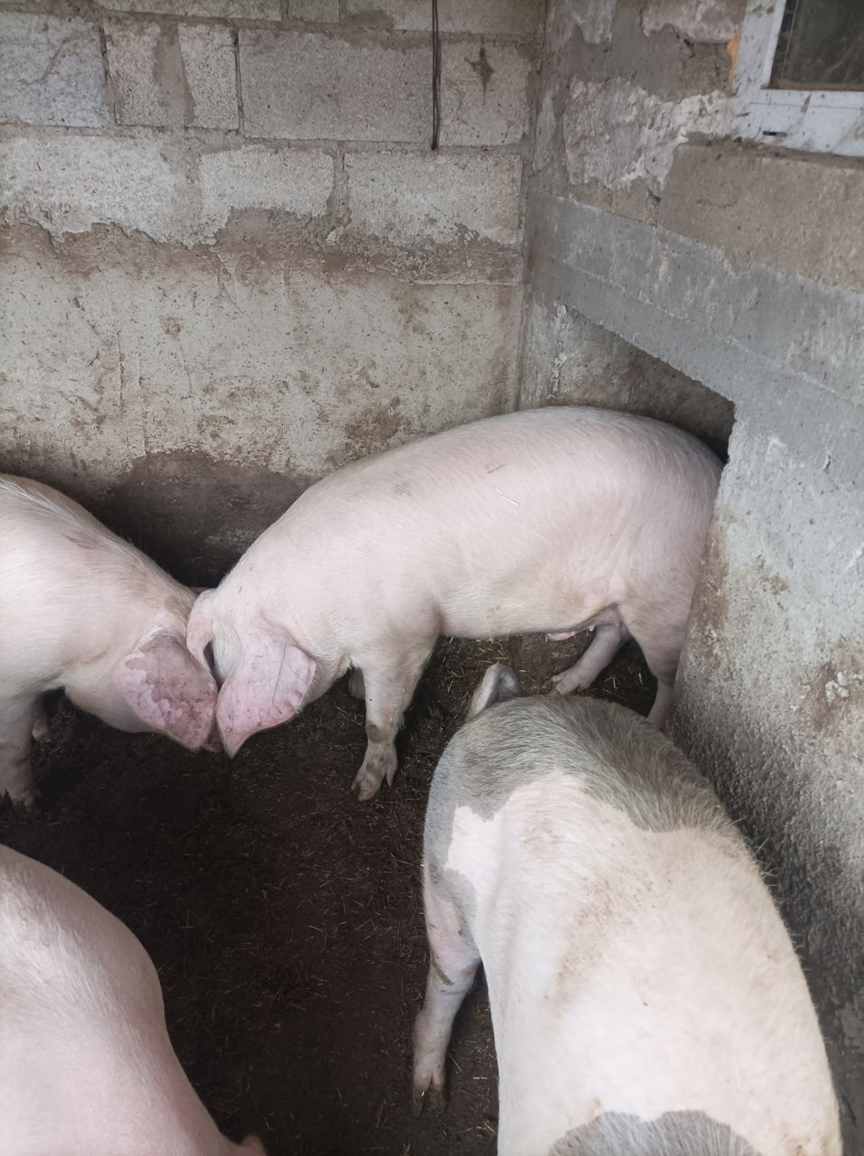 Vind porci crescuti.