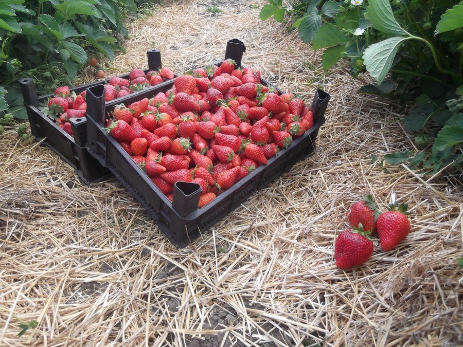 Stoloni de capsuni soiul alba