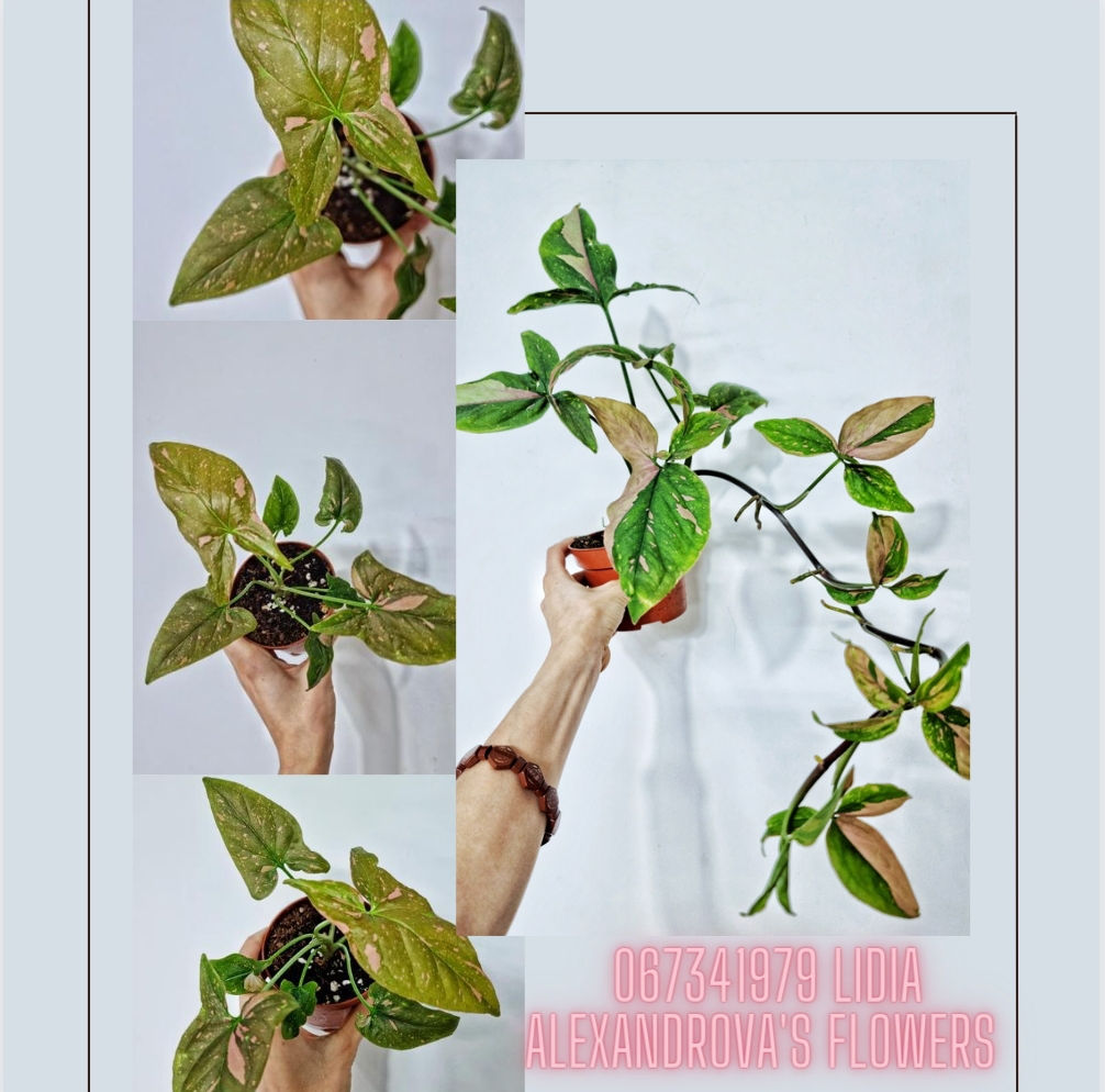 Plante de camera комнатные растения