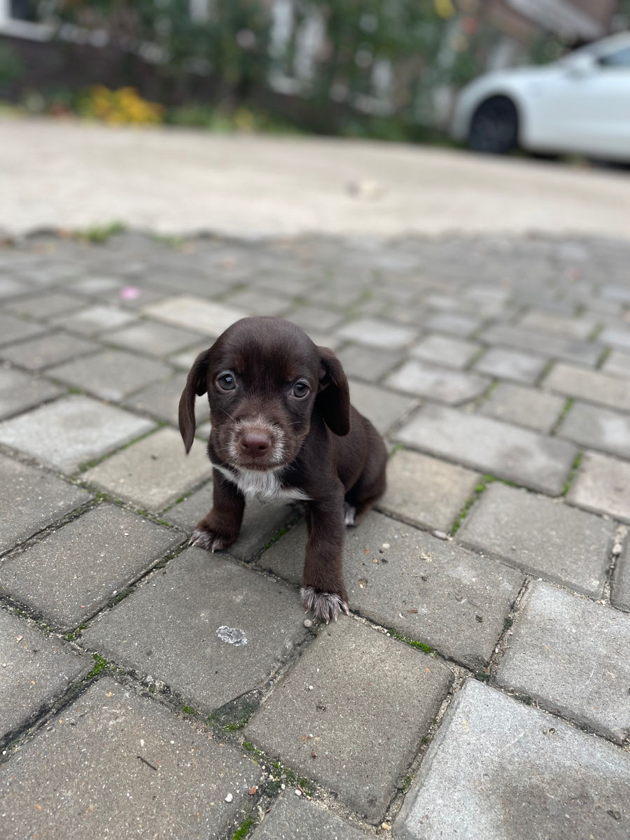 Cocker Spaniel/Jack russel terrier