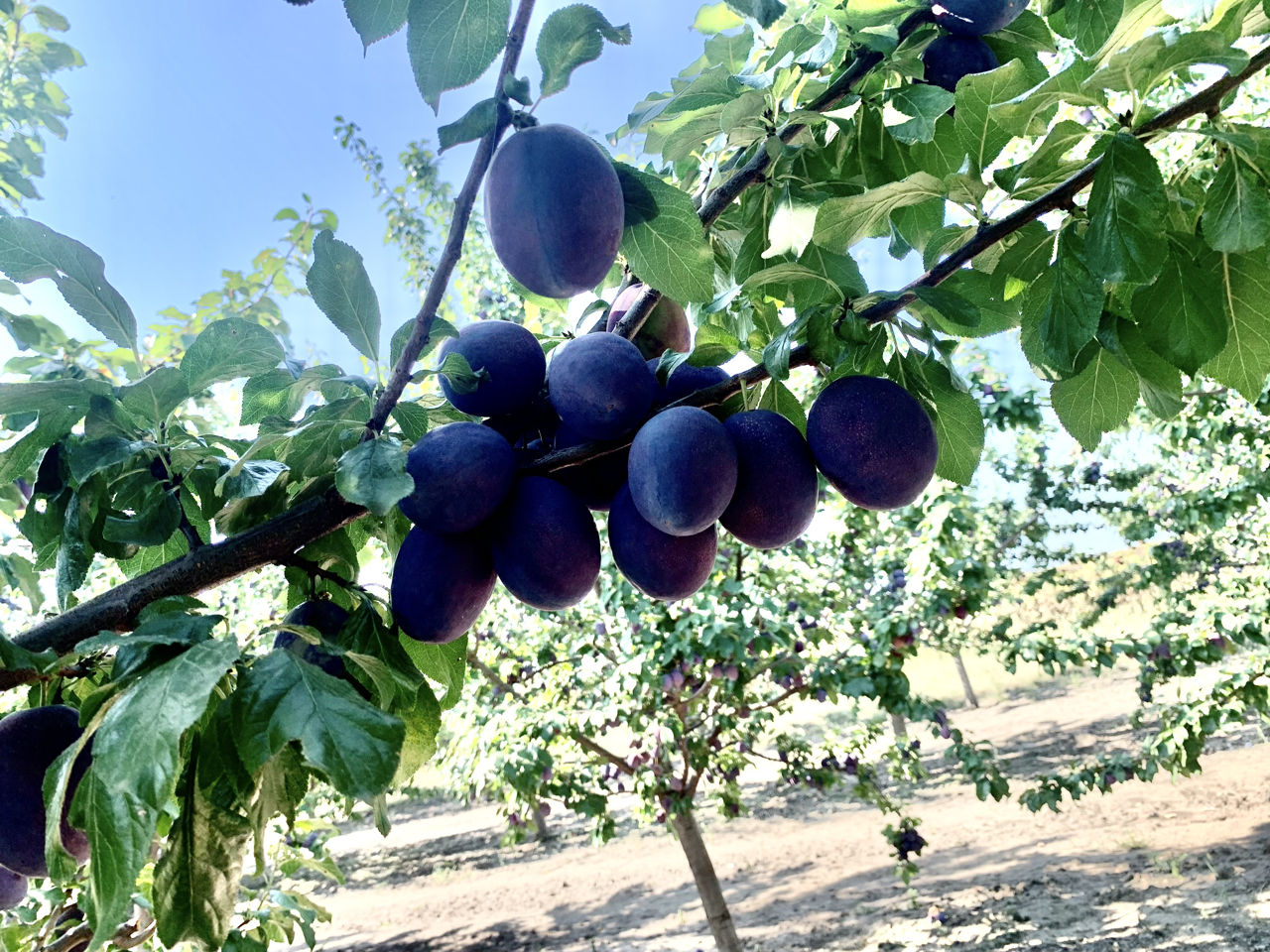 Prune President