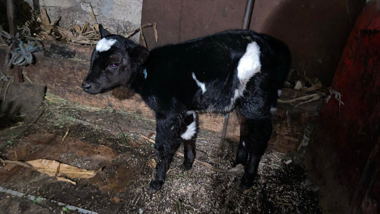 vind vitel de 12 zile