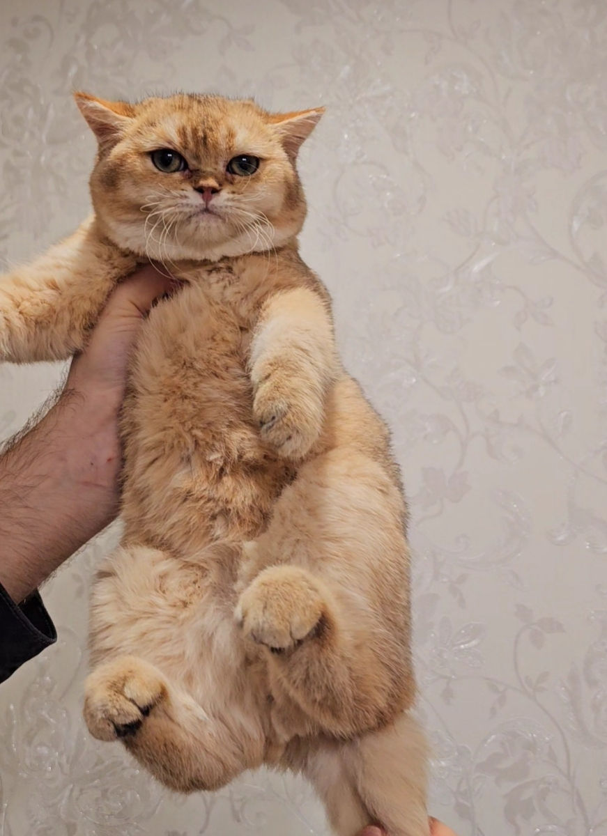 Плюшевый Мишка