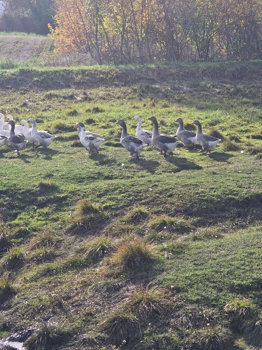 Гуси этого года