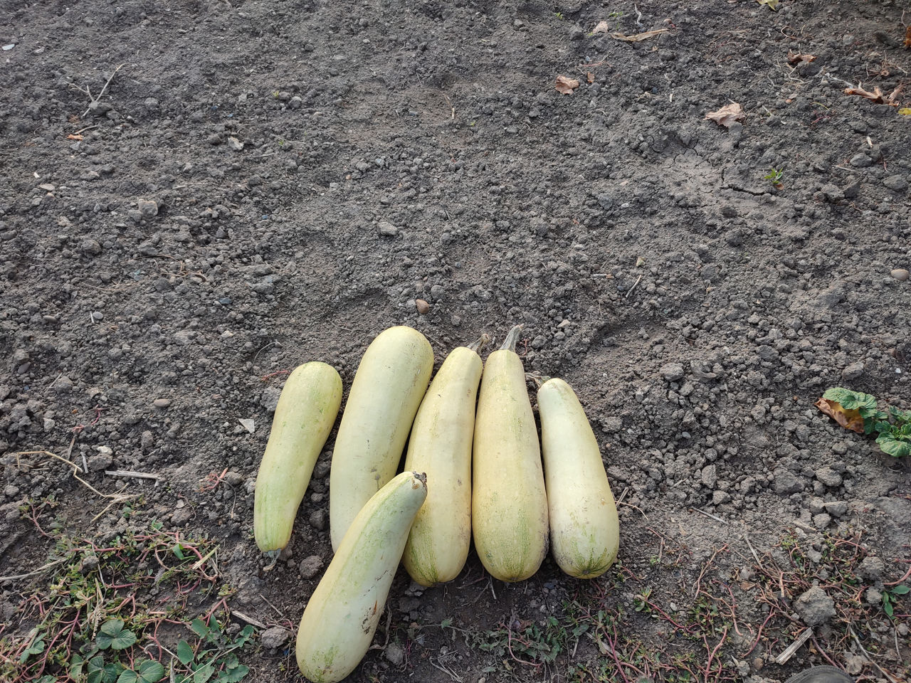 Bostani buni pentru nutrii porci.