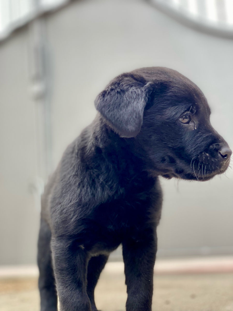 Vând cățel de labrador