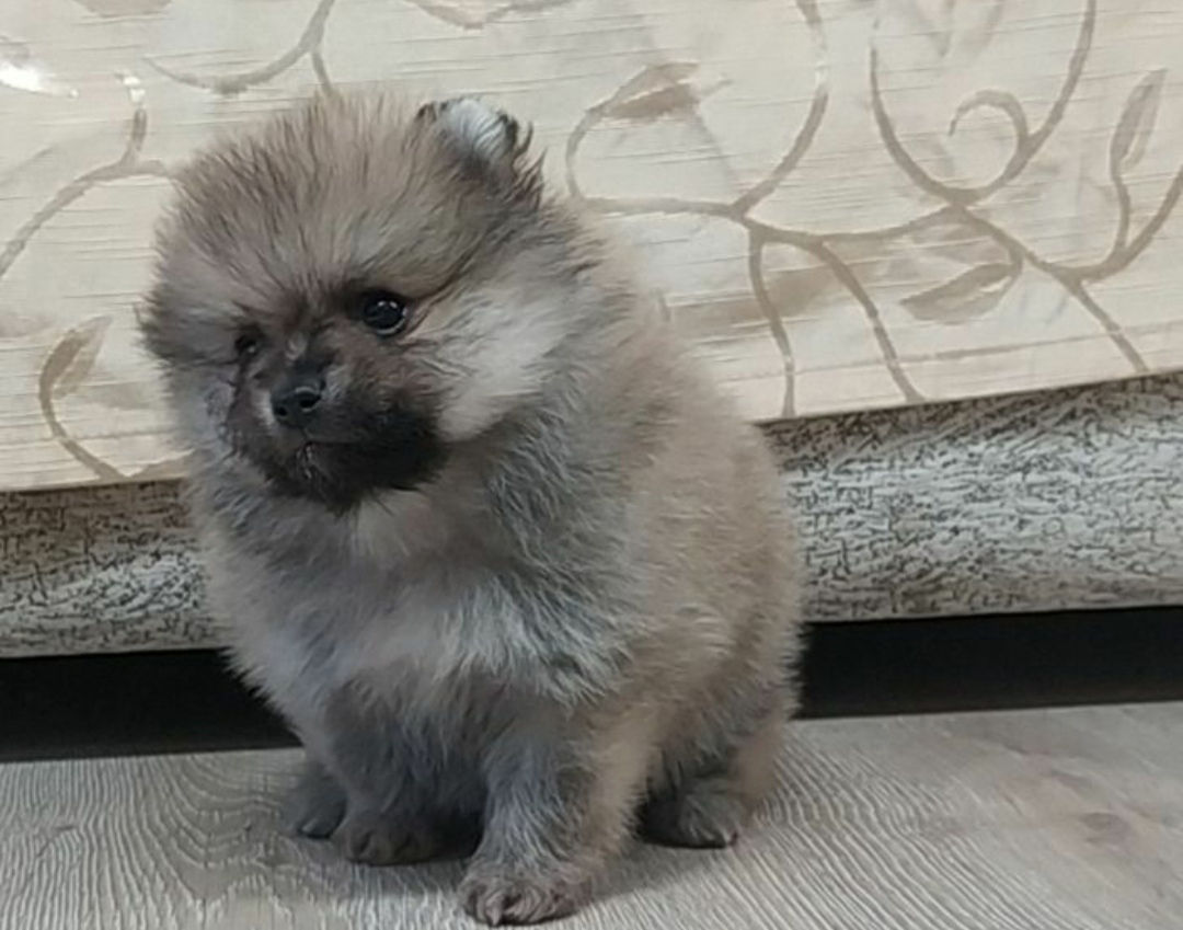 Щенок померанского шпица