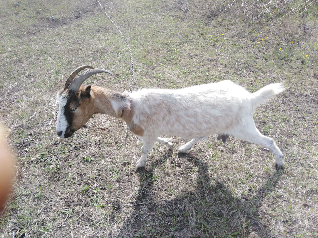 Vind trei capre bune de lapte