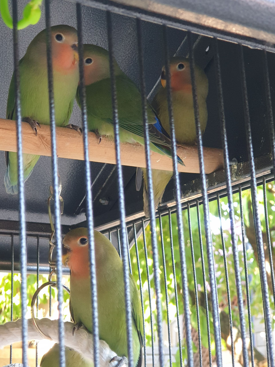 Vind papagali Amorezi (pui)crescuți in condiții de casa