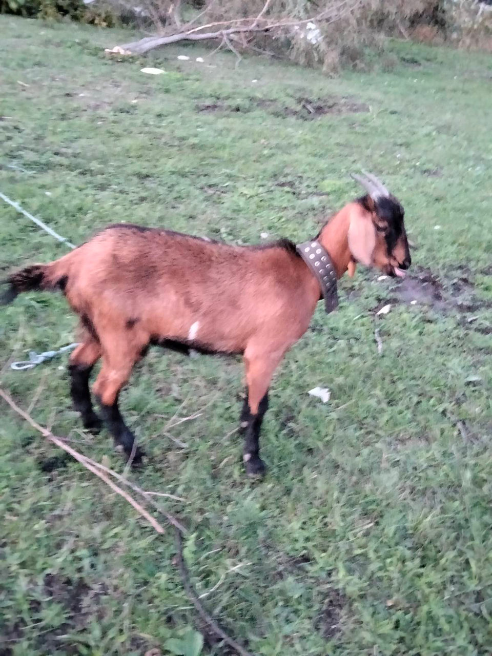 Vind o capra si un tap