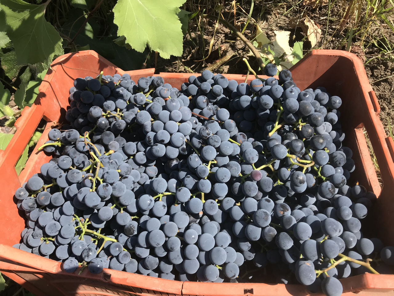 Struguri pentru vin. s. Coscodeni r. Sangerei