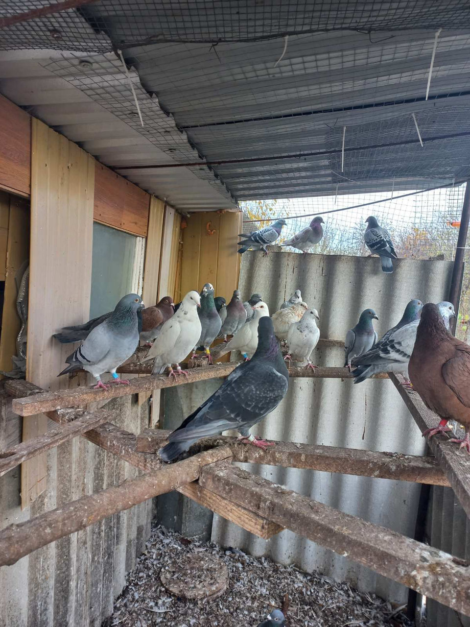 Hulubi iranet si pocitari