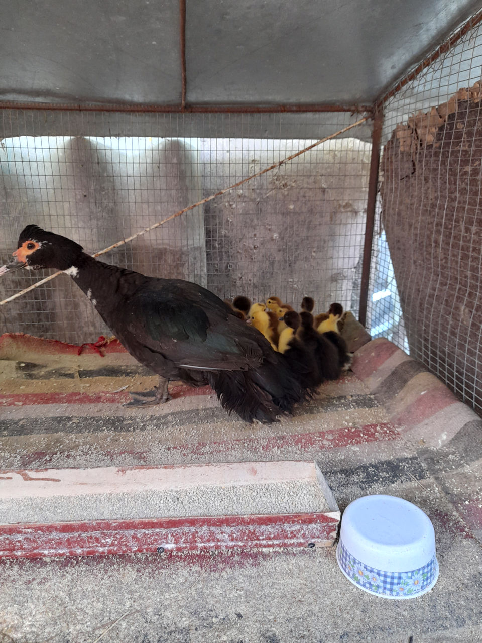 Vind 2 rate cu ratuste!!!