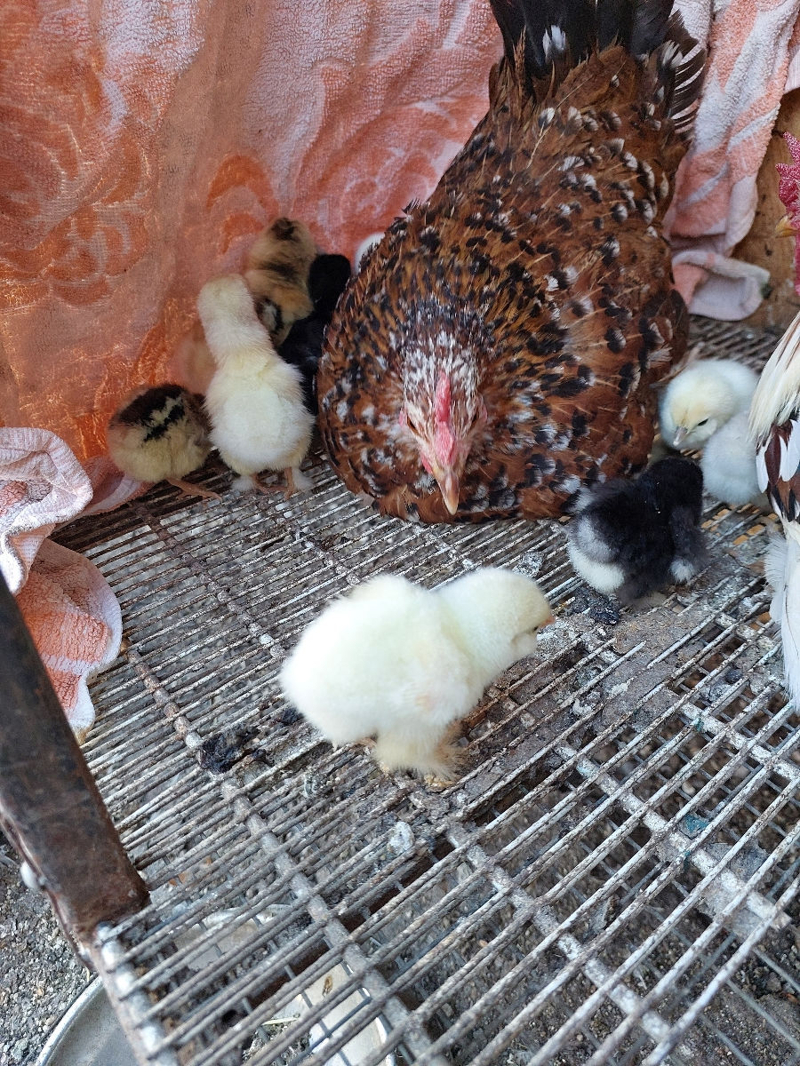 Closca cu 12 pui brama. doua closteste grecesti cu pui