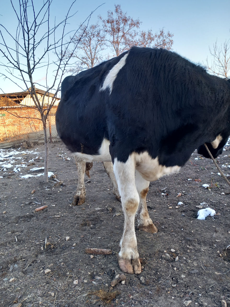 Vînd vaca dea fata buna de lapte
